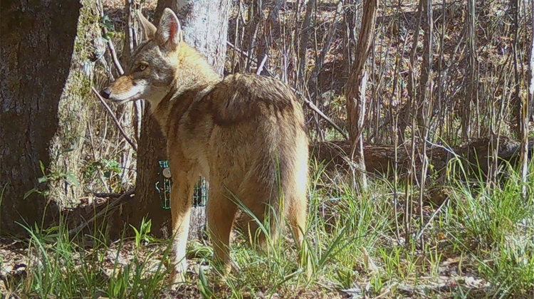 Coyote activity ramps up as breeding season nears - Island Vibes